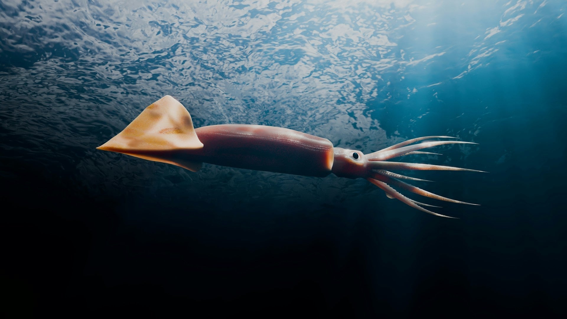 De inktvis is een slimme jager én verrassende delicatesse! – DEVISMAN